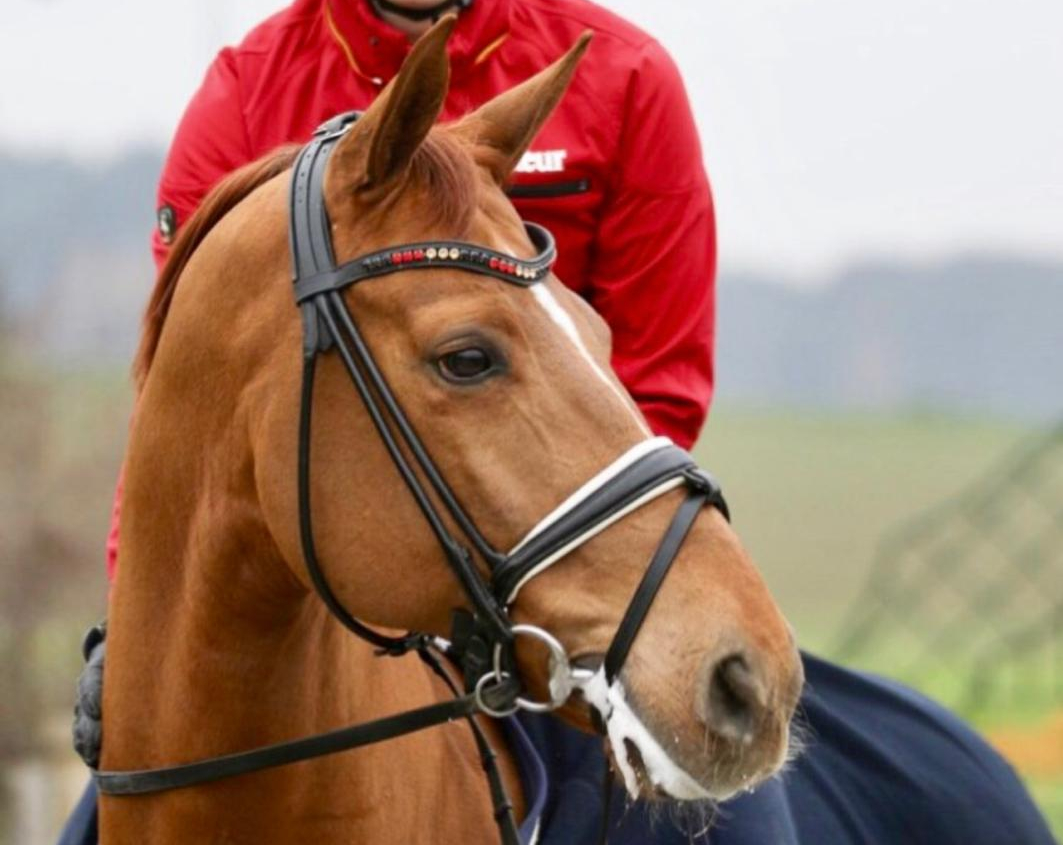 Der ‚Duke‘ verabschiedet sich - Website Dressursport Kim